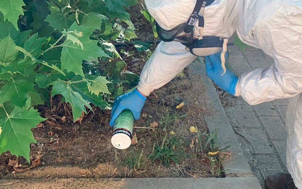 Plagas de insectos|SCP - Control de plagas Valladolid